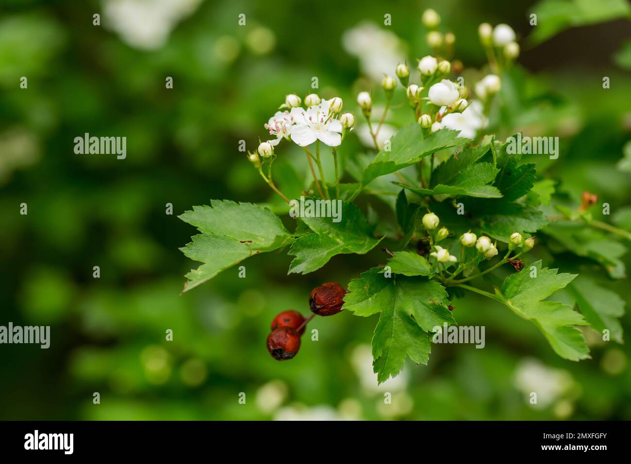 Crataegus sanguinea redhaw hawthorn white flowers and red berries on ...