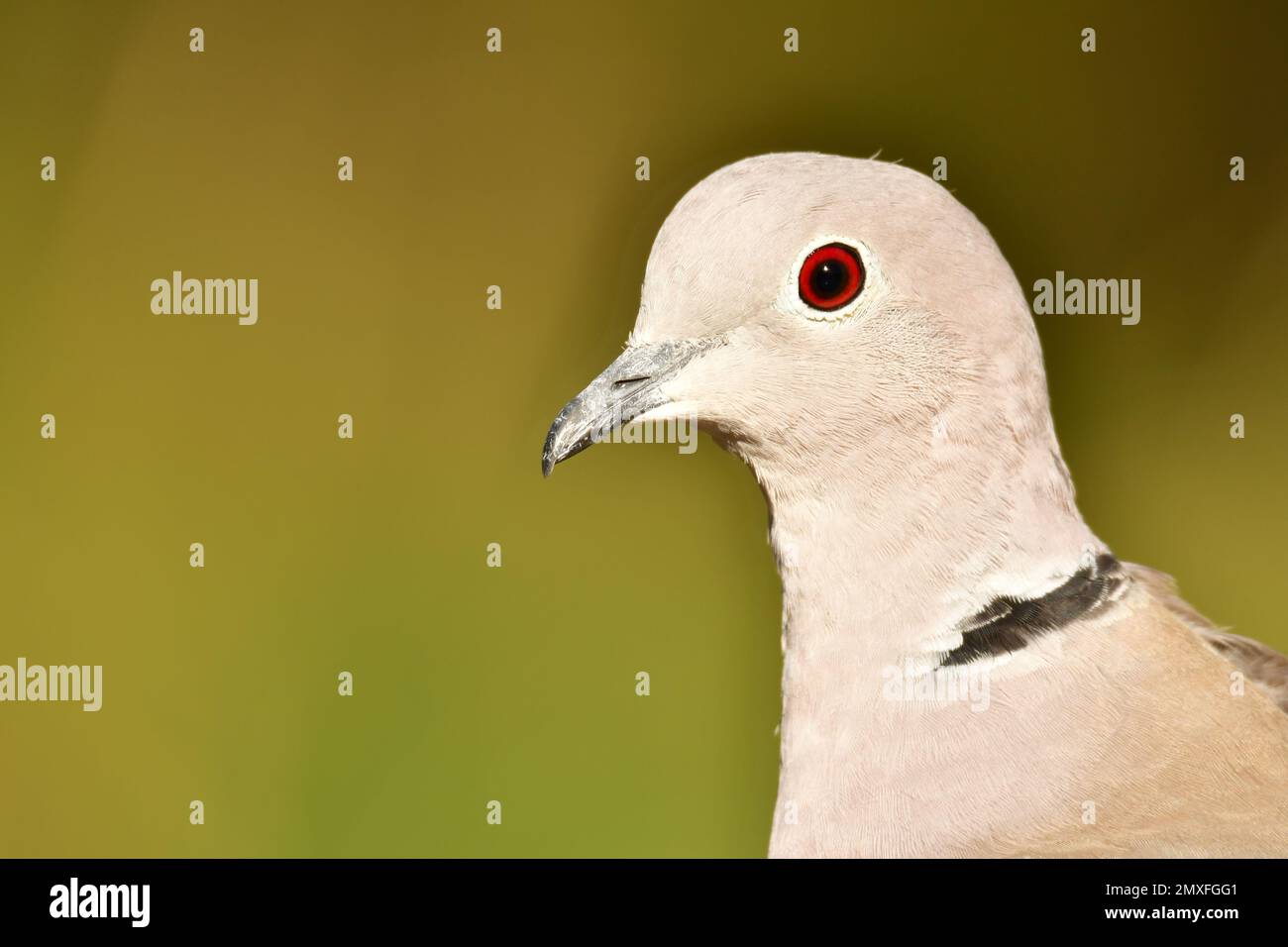 Profile eurasian collared dove hi-res stock photography and images - Alamy