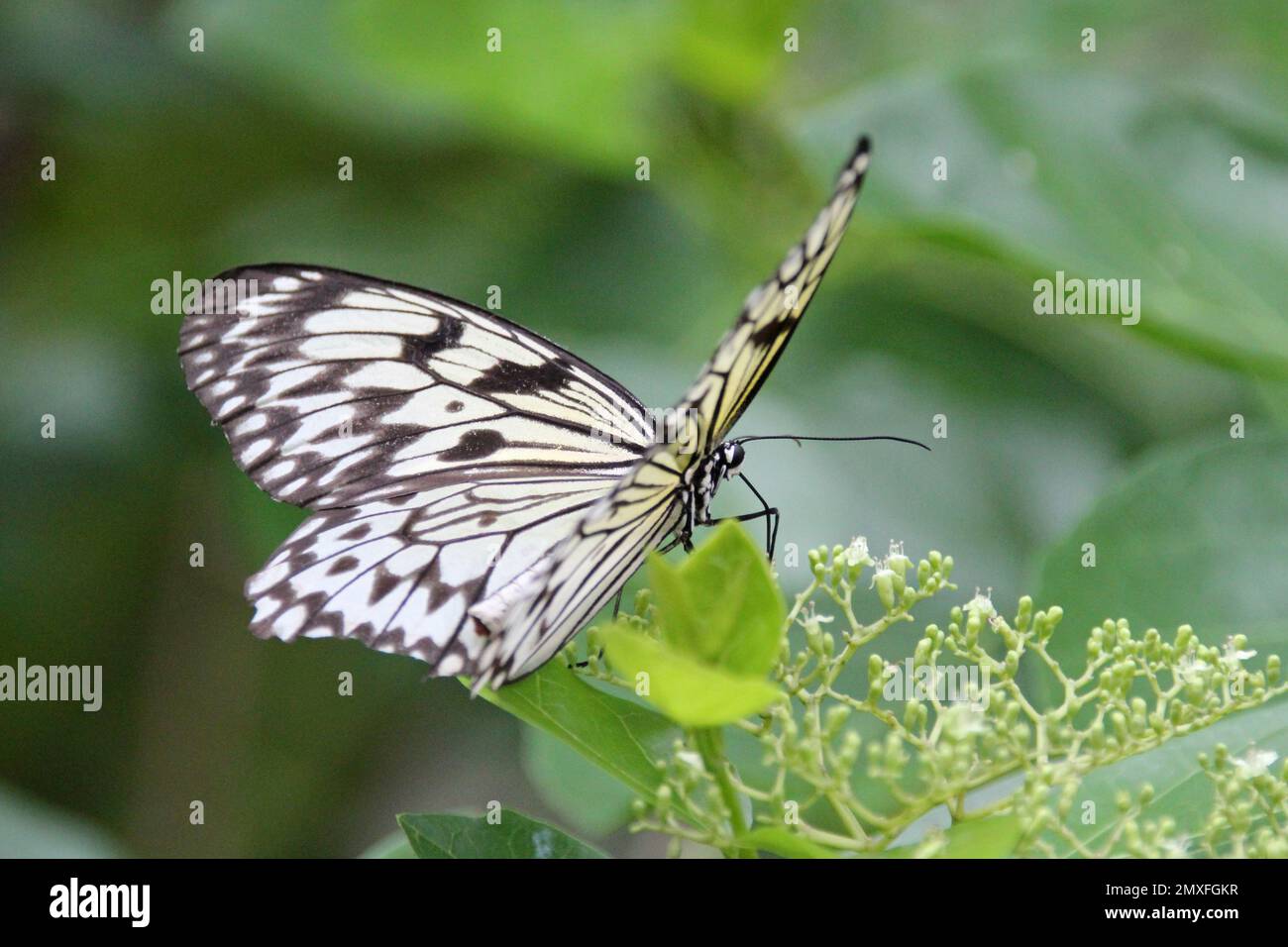 butterfly in a zoo in singapore Stock Photo - Alamy
