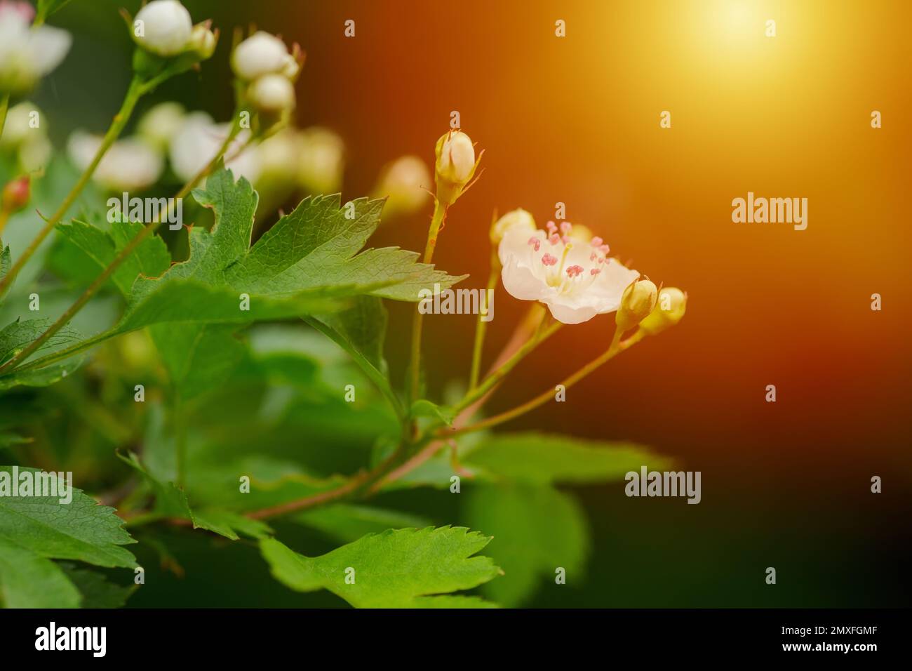 Crataegus sanguinea redhaw hawthorn white flowers and red berries on ...