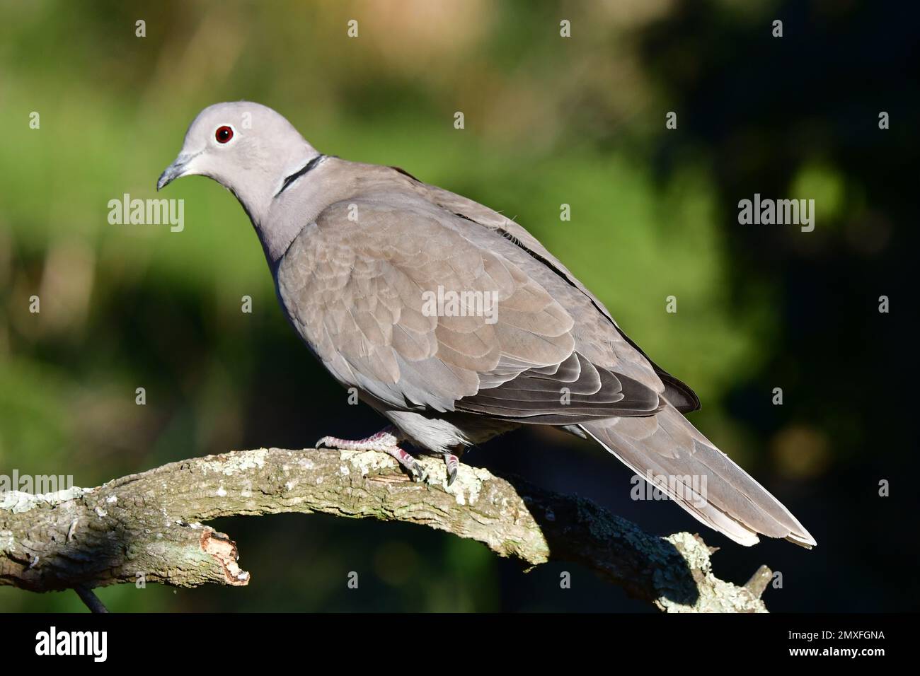 The profile view of a Eurasian collared dove perching on a branch in ...