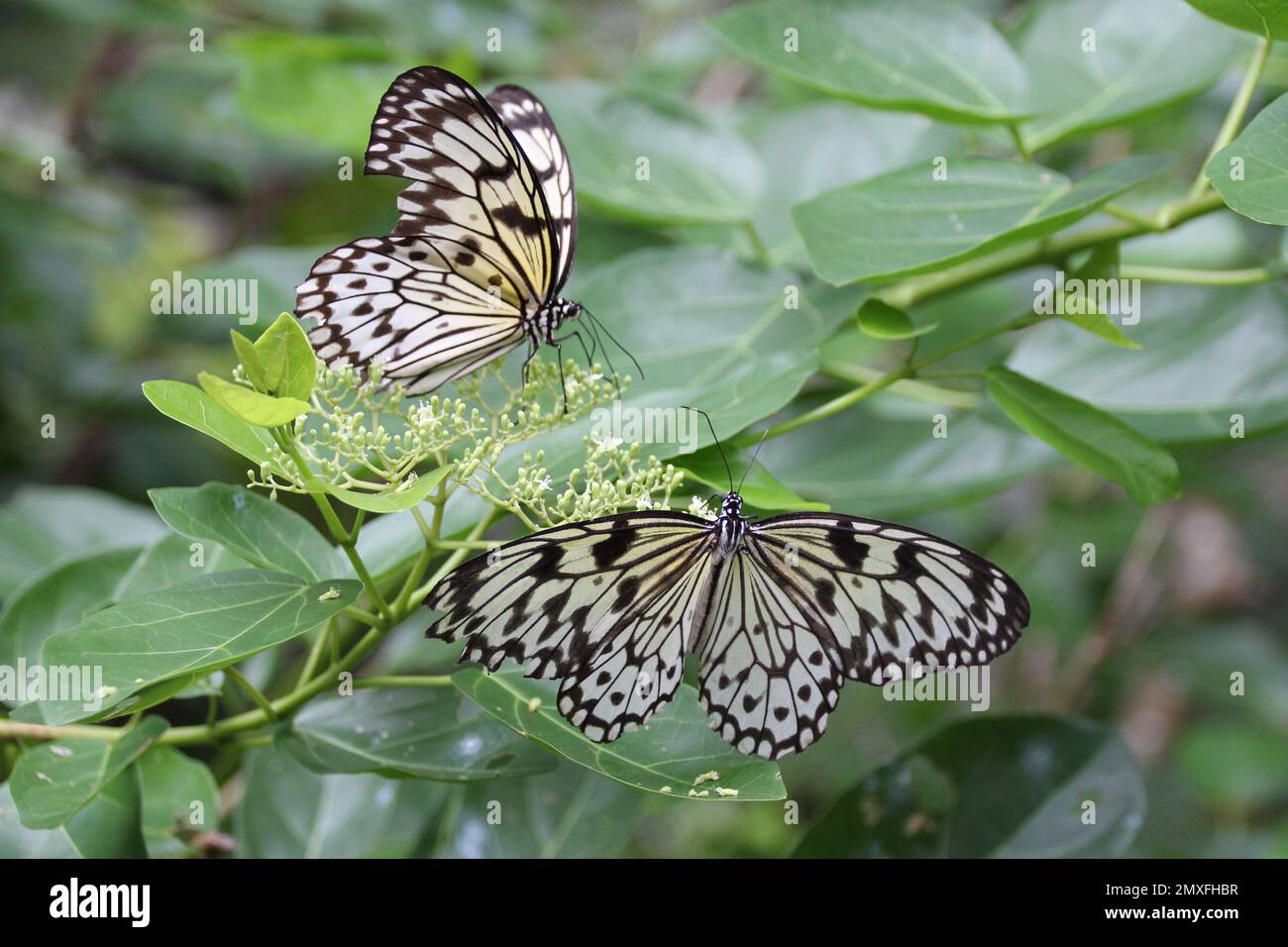 butterfly in a zoo in singapore Stock Photo - Alamy