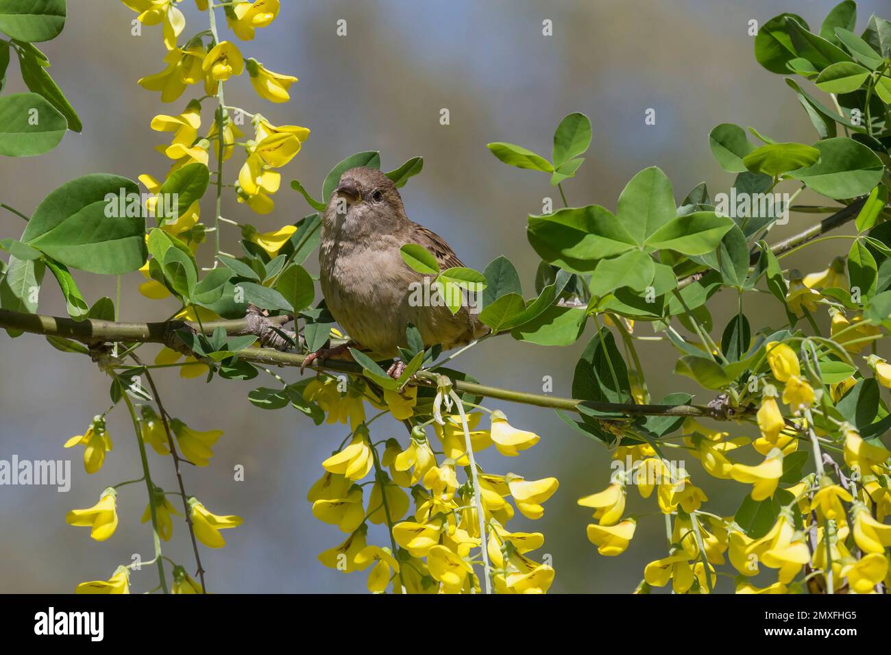 Sparrow sitting on branch spring hi-res stock photography and images ...
