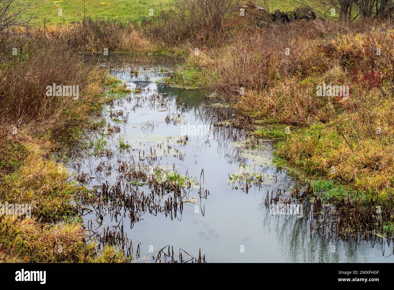 Among grasses and leaves hi-res stock photography and images - Alamy