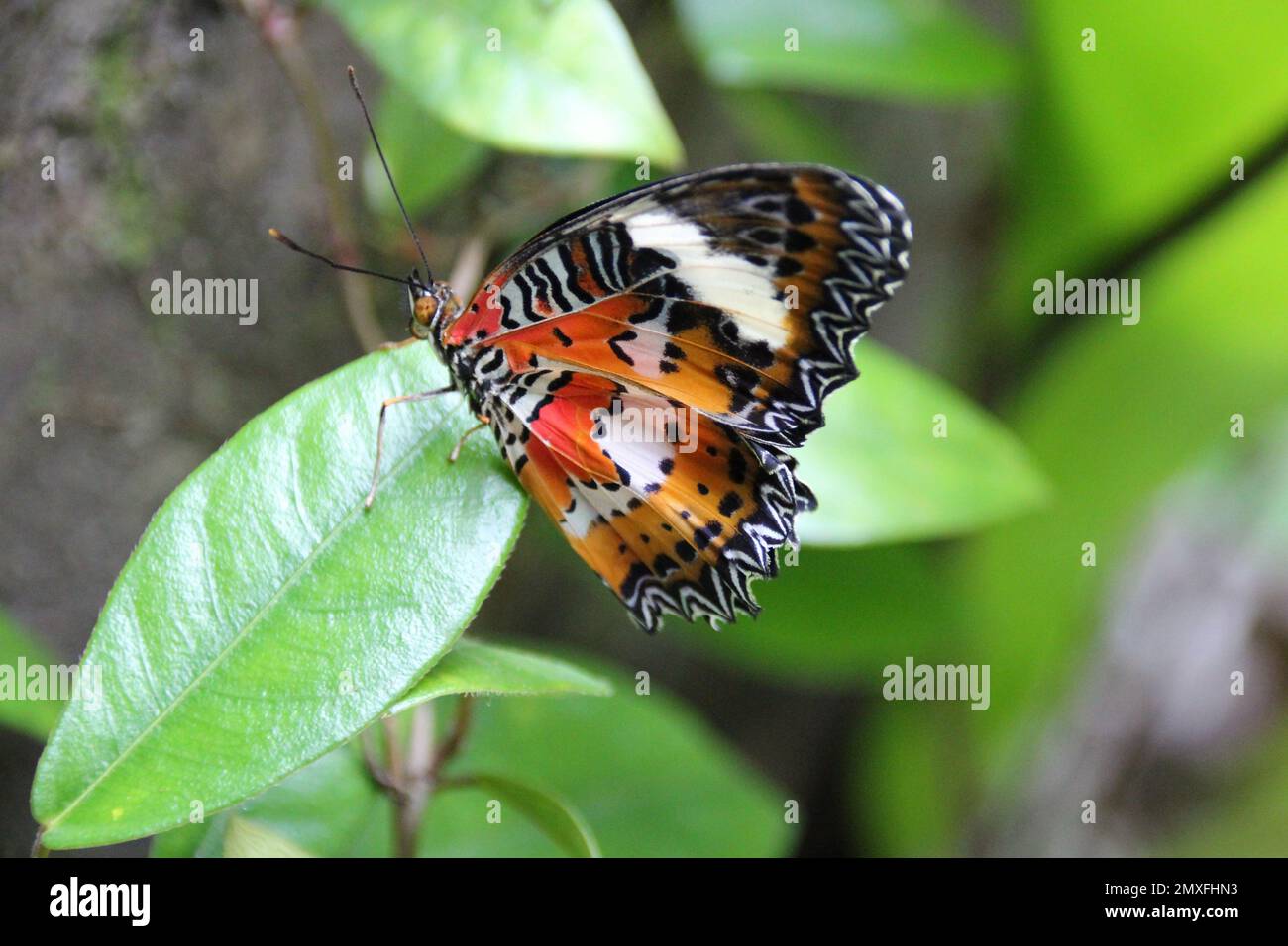 butterfly in a zoo in singapore Stock Photo - Alamy