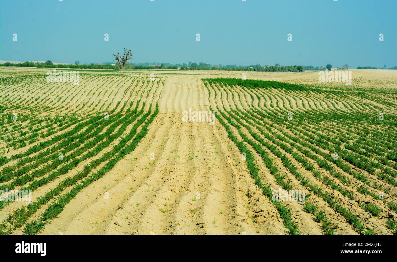 Gram crop in rows in the desert Stock Photo - Alamy
