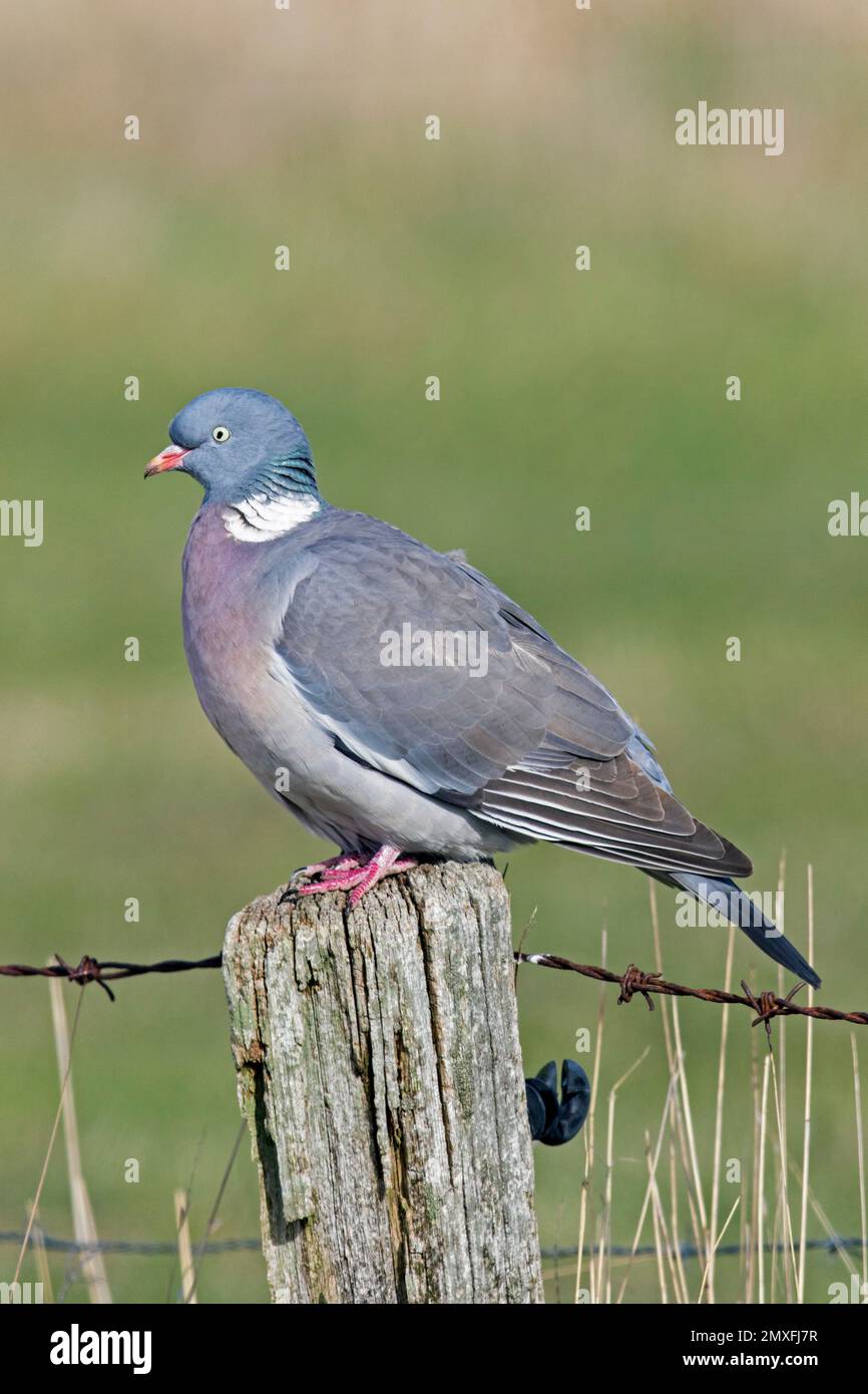 Common wood pigeon (Columba palumbus) perched on old wooden fence post ...