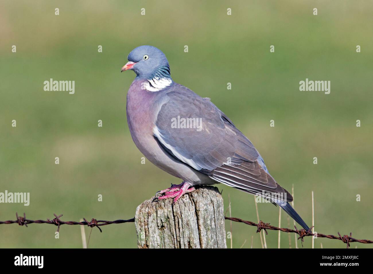 Pigeon post hi-res stock photography and images - Alamy