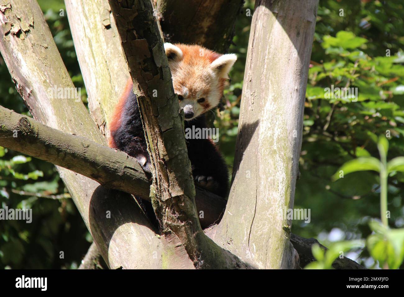 red panda in a zoo in lille (france Stock Photo - Alamy