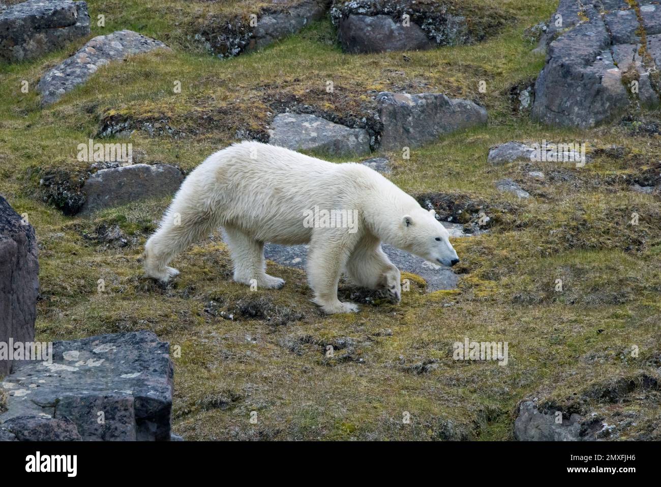 Solitary polar bear (Ursus maritimus) wearing GPS ear tags, foraging on ...