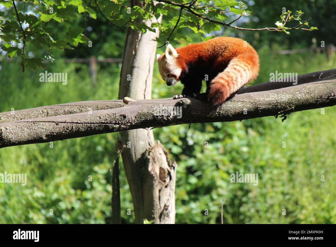 red panda in a zoo in lille (france Stock Photo - Alamy