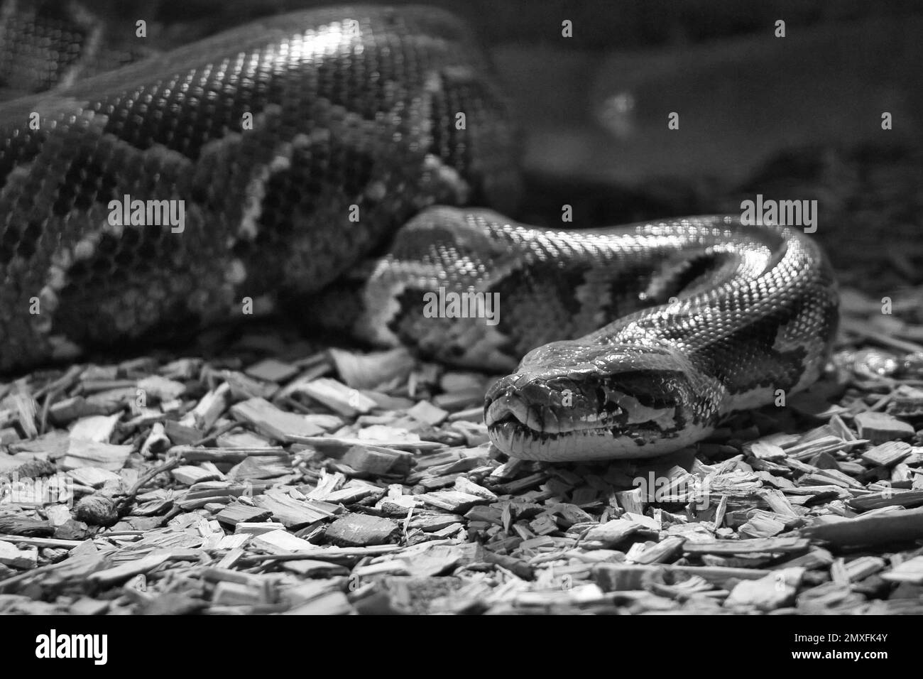 Indian snake and white background hi-res stock photography and images ...