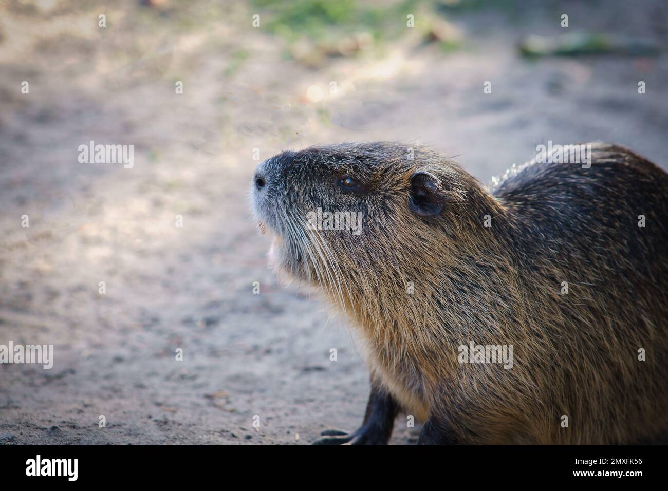 A closeup of the side view of the furry nutria (Myocastor coypus) on ...