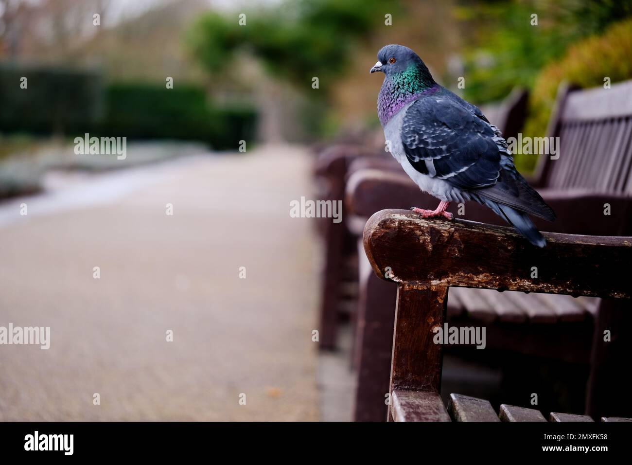 A closeup of a Domestic pigeon sitting on wooden bench in the park ...