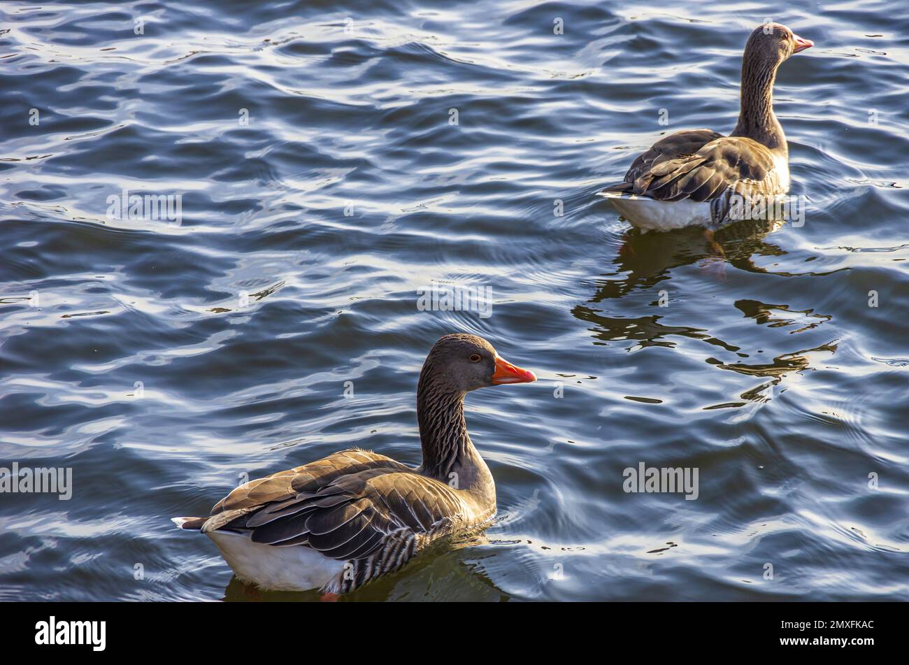 Wild geese on the Moritzburg palace pond, Moritzburg, Saxony, Germany ...