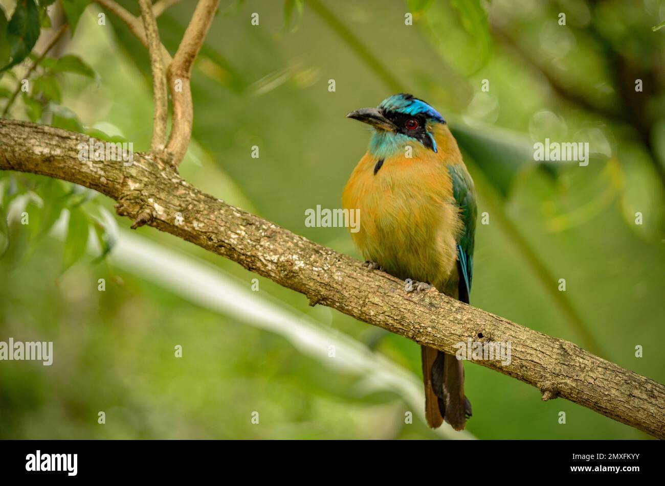 Motmot fly hi-res stock photography and images - Alamy
