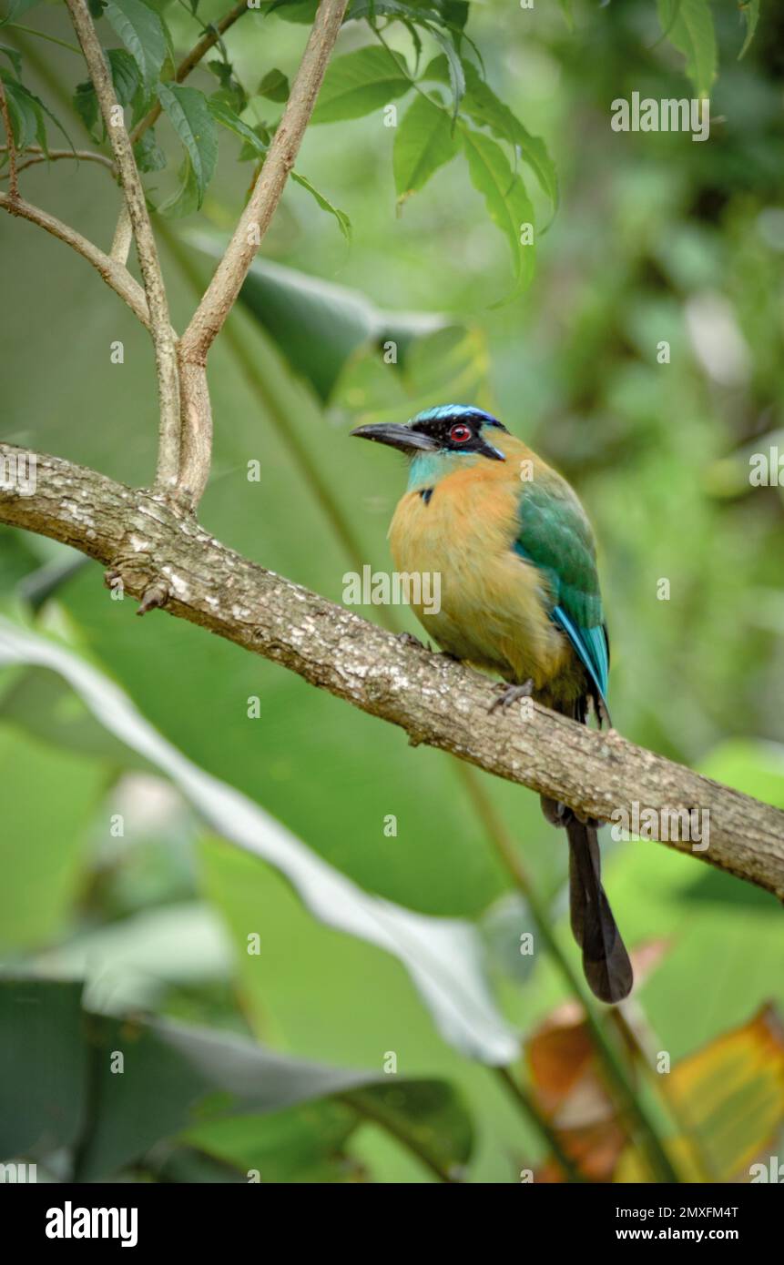 Motmot fly hi-res stock photography and images - Alamy