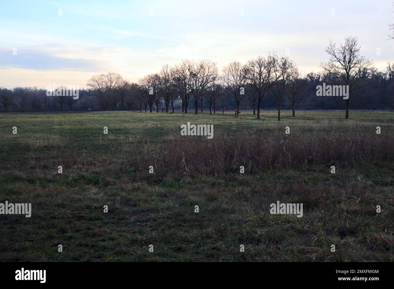 Path bordered by two rows of trees in a park at sunset Stock Photo - Alamy