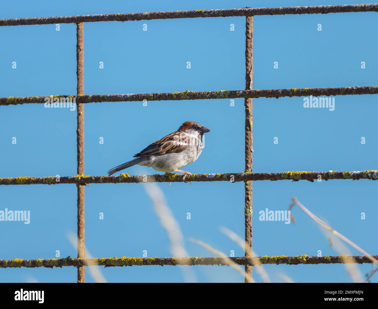A male House Sparrow sitting on a fence, sunny day in summer, northern ...