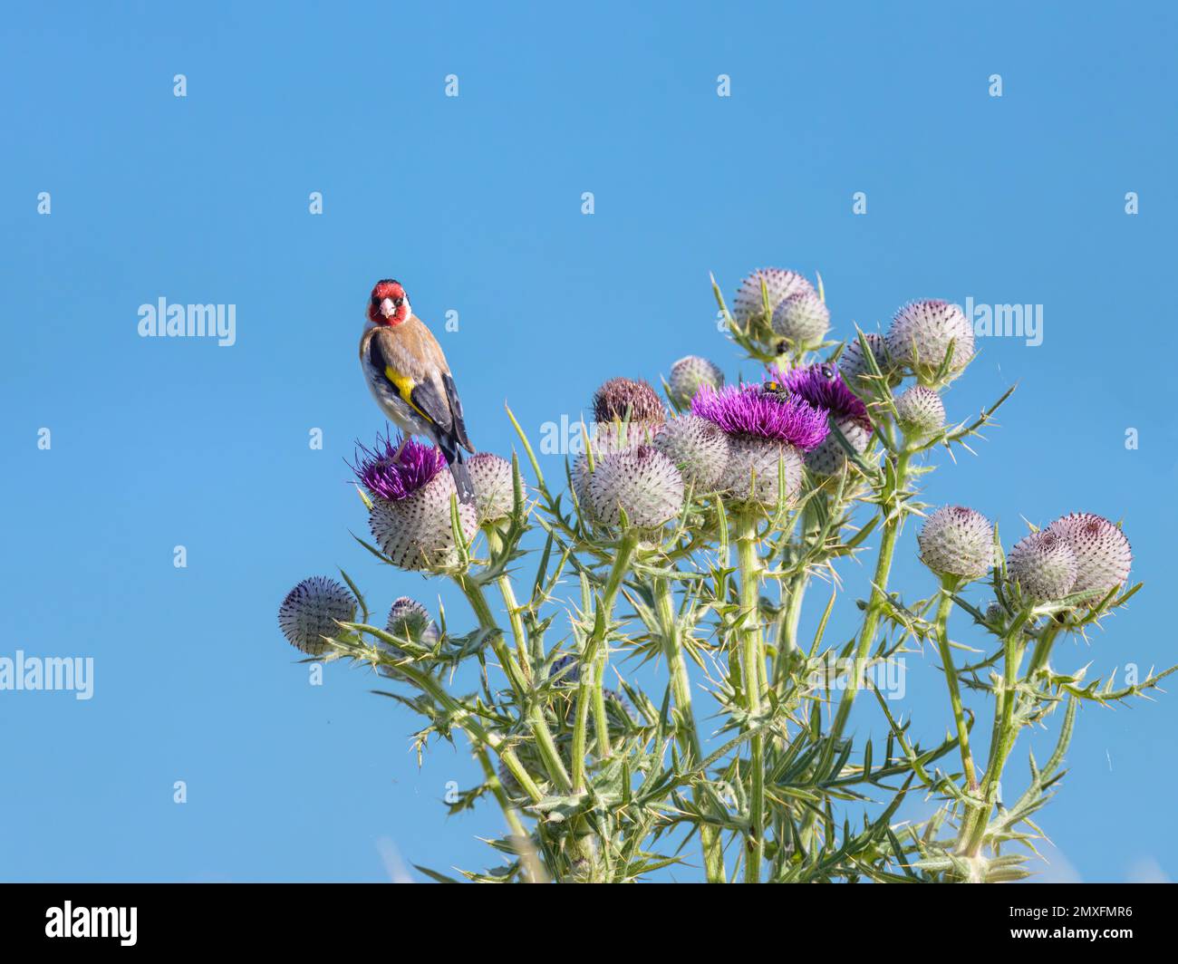 A European Goldfinch sitting on a thistle, blue sky, sunny day in ...