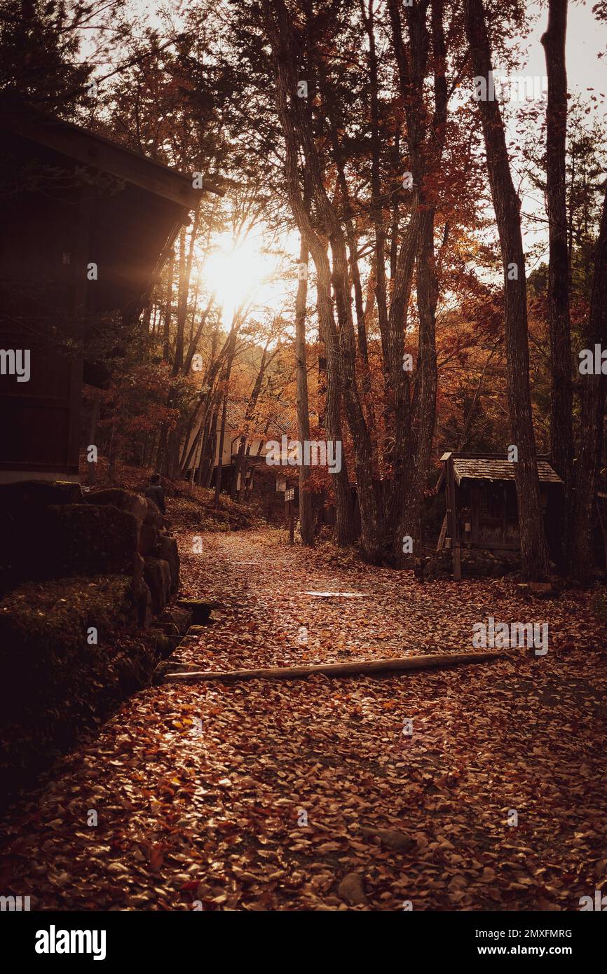 A vertical shot of a forest full of tall trees under the bright sun ...
