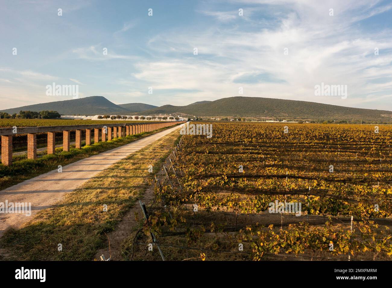 Vineyard mexico hi-res stock photography and images - Alamy