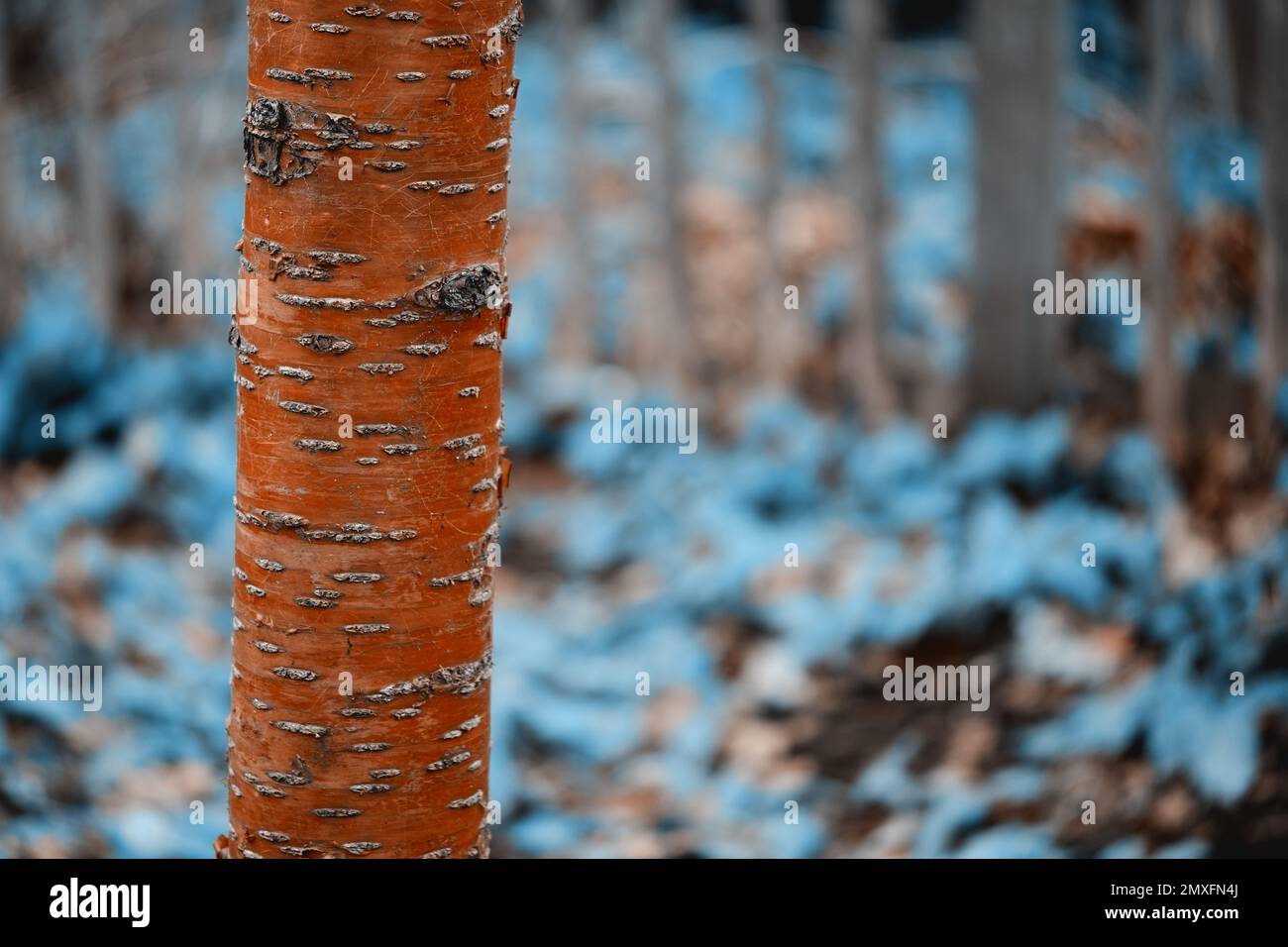 A closeup of red birch tree with horizontal stripes in garden on blurry ...