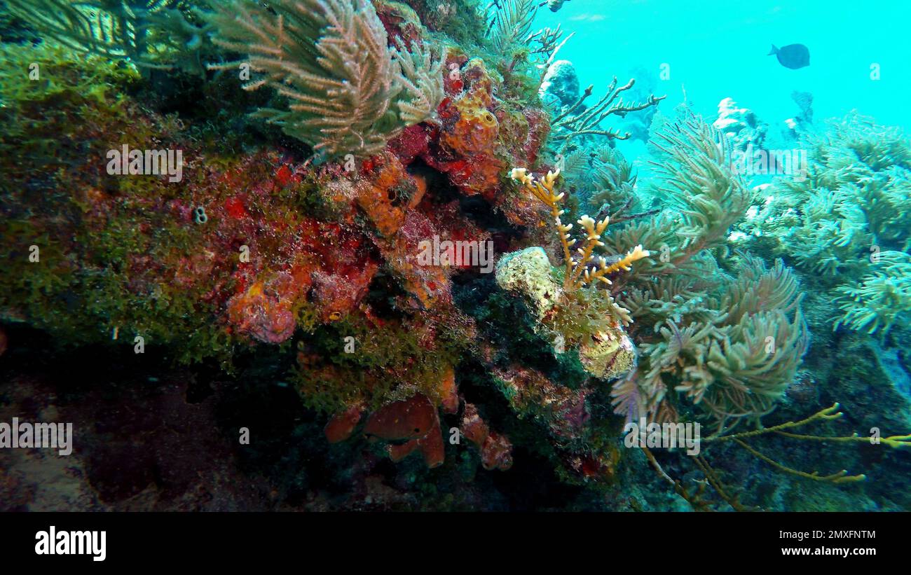 Beautiful shot stunning coral hi-res stock photography and images - Alamy
