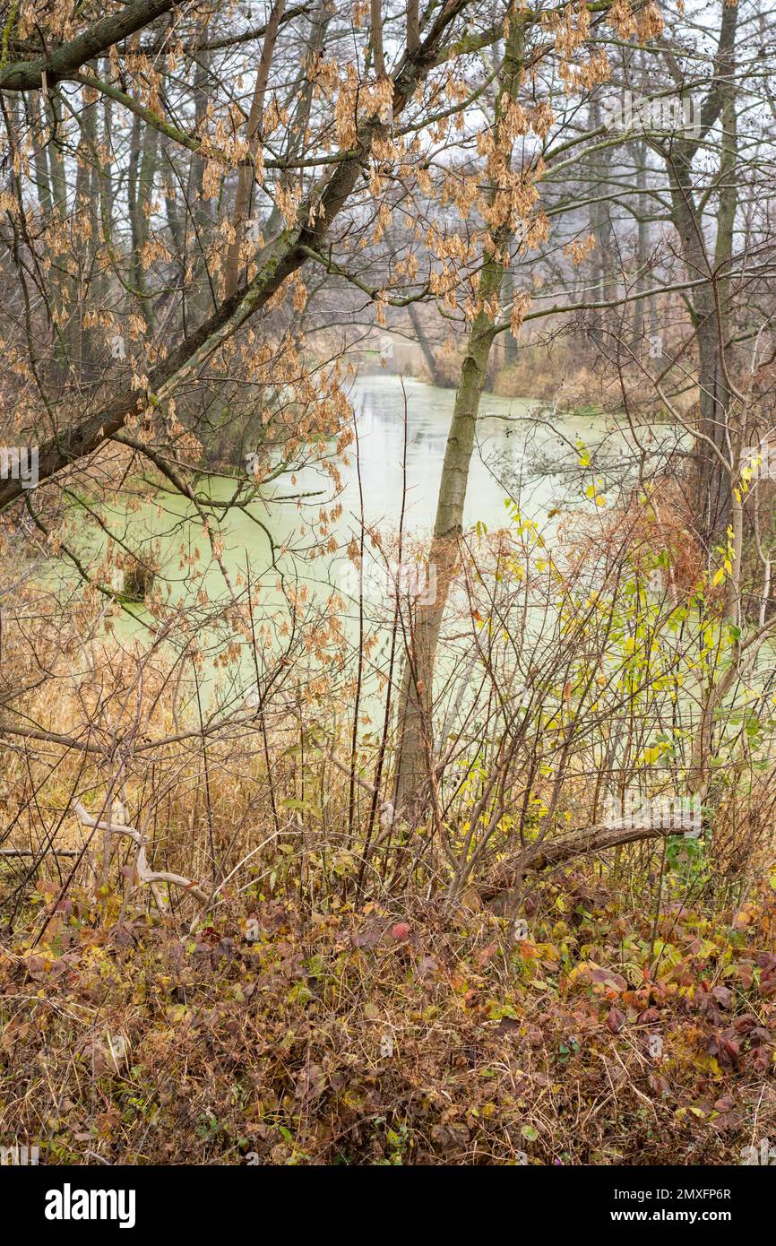 Among grasses and leaves hi-res stock photography and images - Alamy