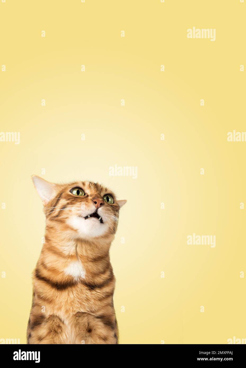 Funny cat face on a colored background. Copy space Stock Photo - Alamy