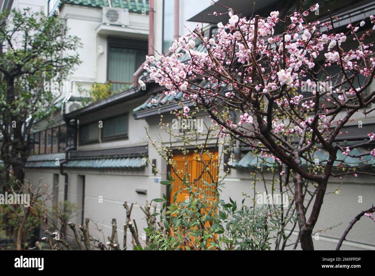 Plum tree in front yard hi-res stock photography and images - Alamy