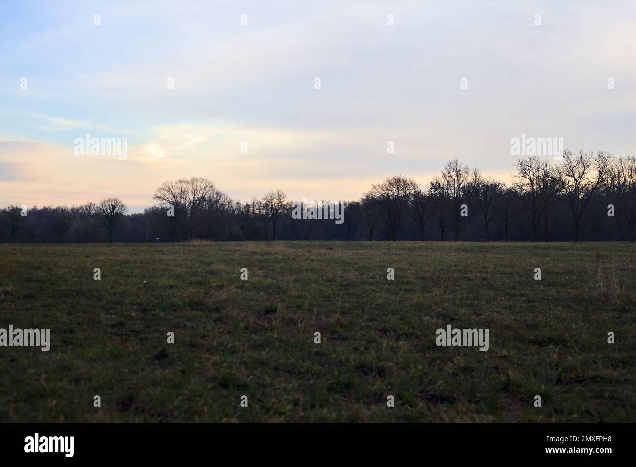 Path bordered by two rows of trees in a park at sunset Stock Photo - Alamy
