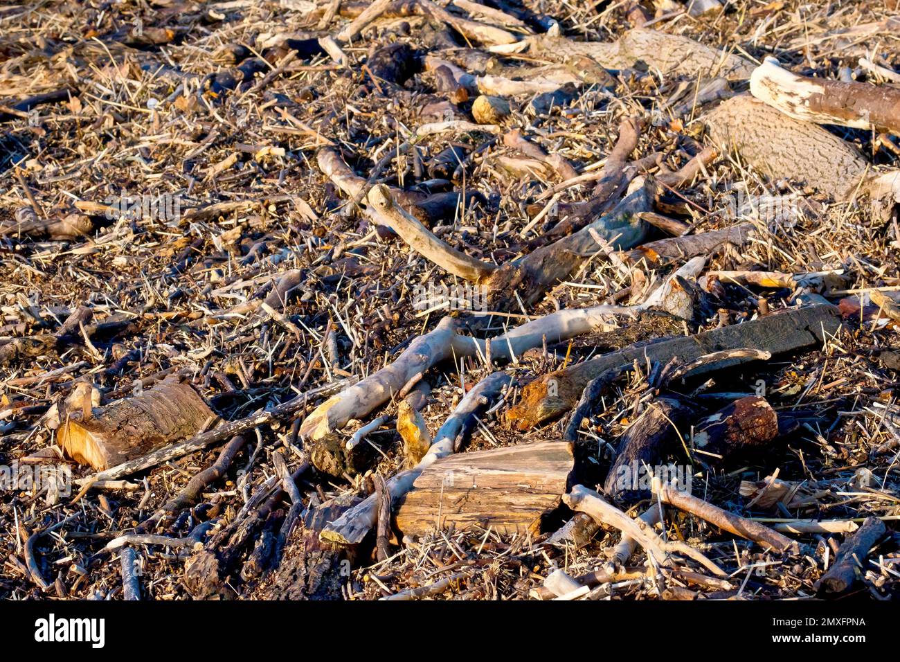 Close up of the high tide line of a beach showing the branches, logs ...