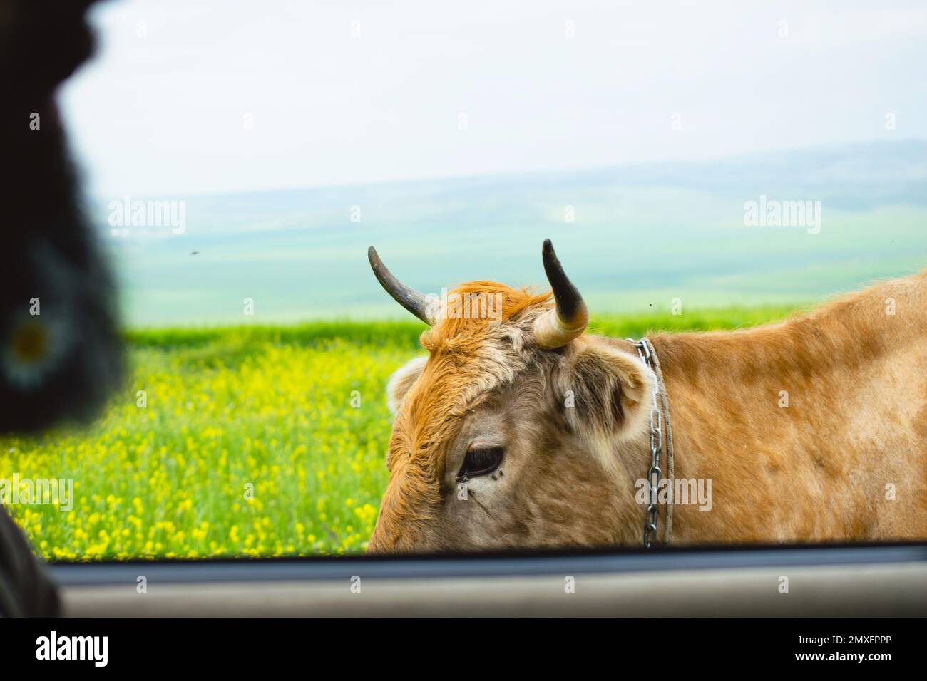 Car horn cow hi-res stock photography and images - Alamy
