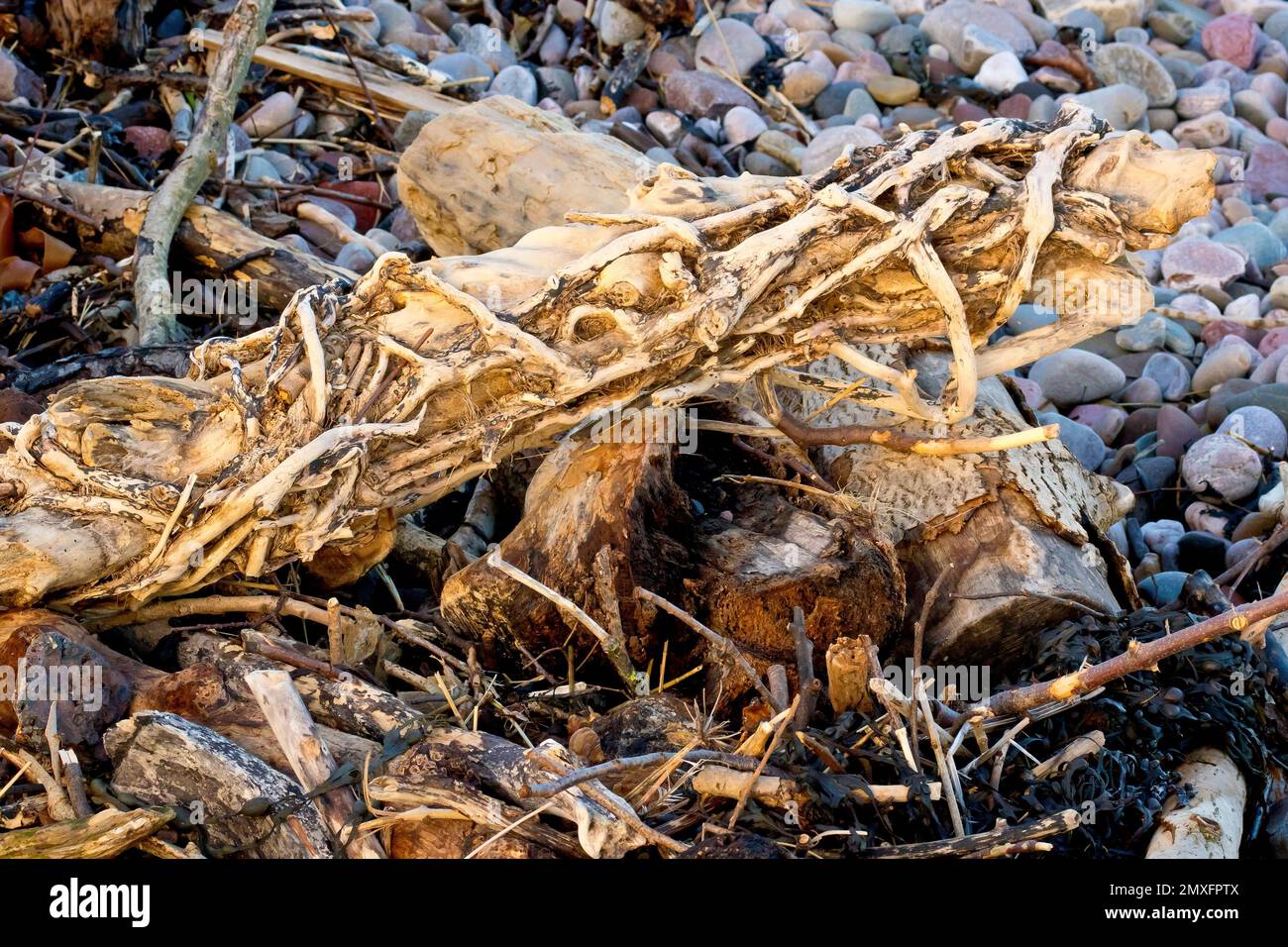 Close up of a small log covered in the roots of a climber sitting ...