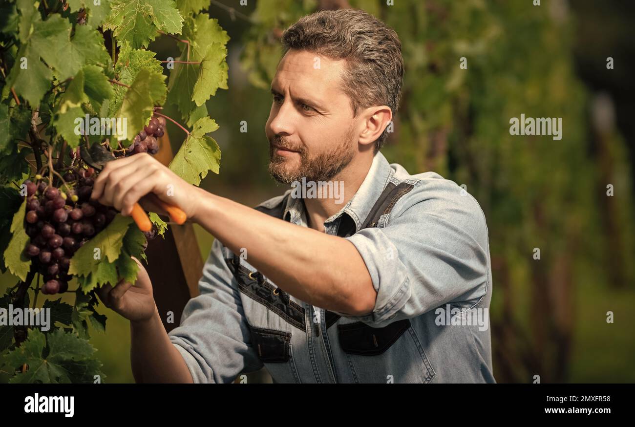 farmer cut grapevine. vinedresser cutting grapes bunch. male vineyard owner Stock Photo - Alamy