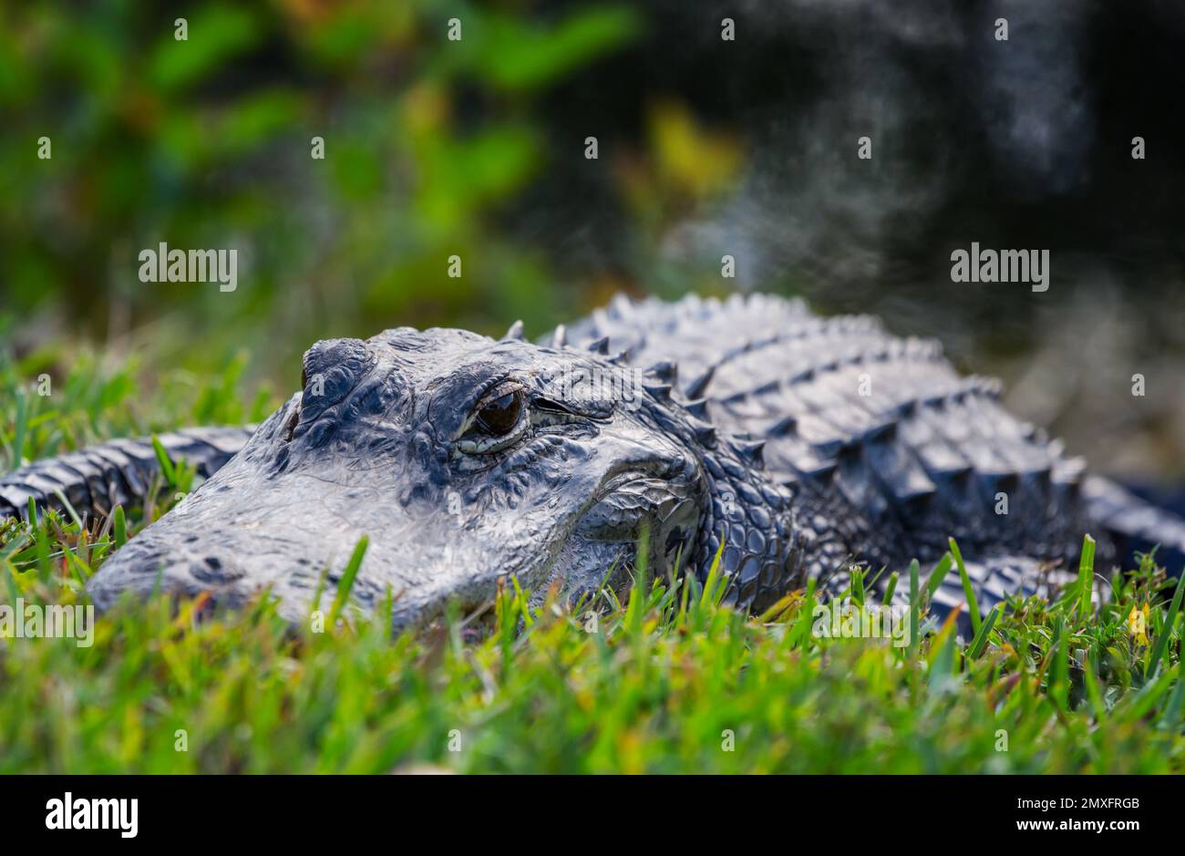 American Alligator Swimming in Everglades with colorful reflection in ...