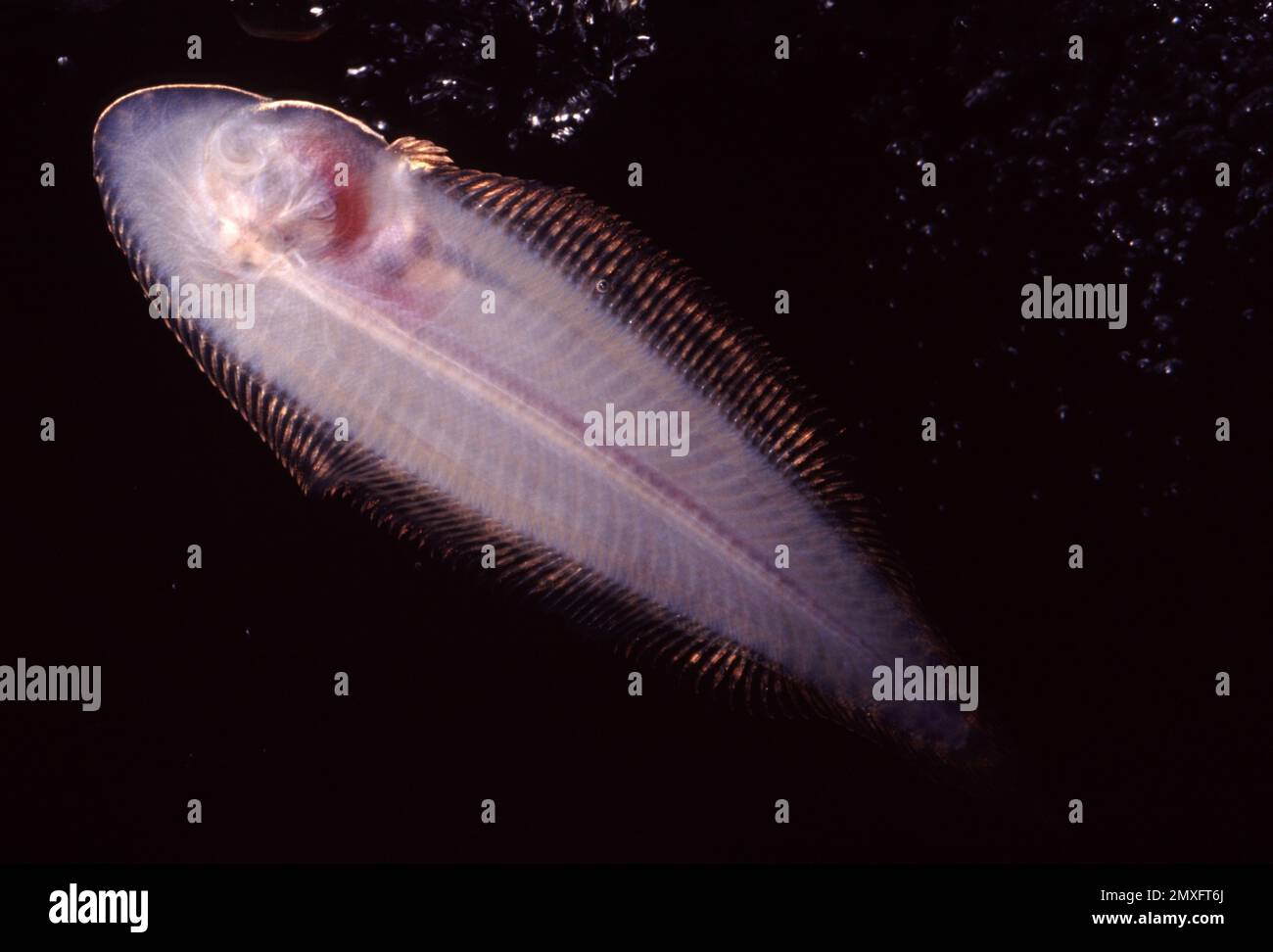 Blackcheek Tonguefish