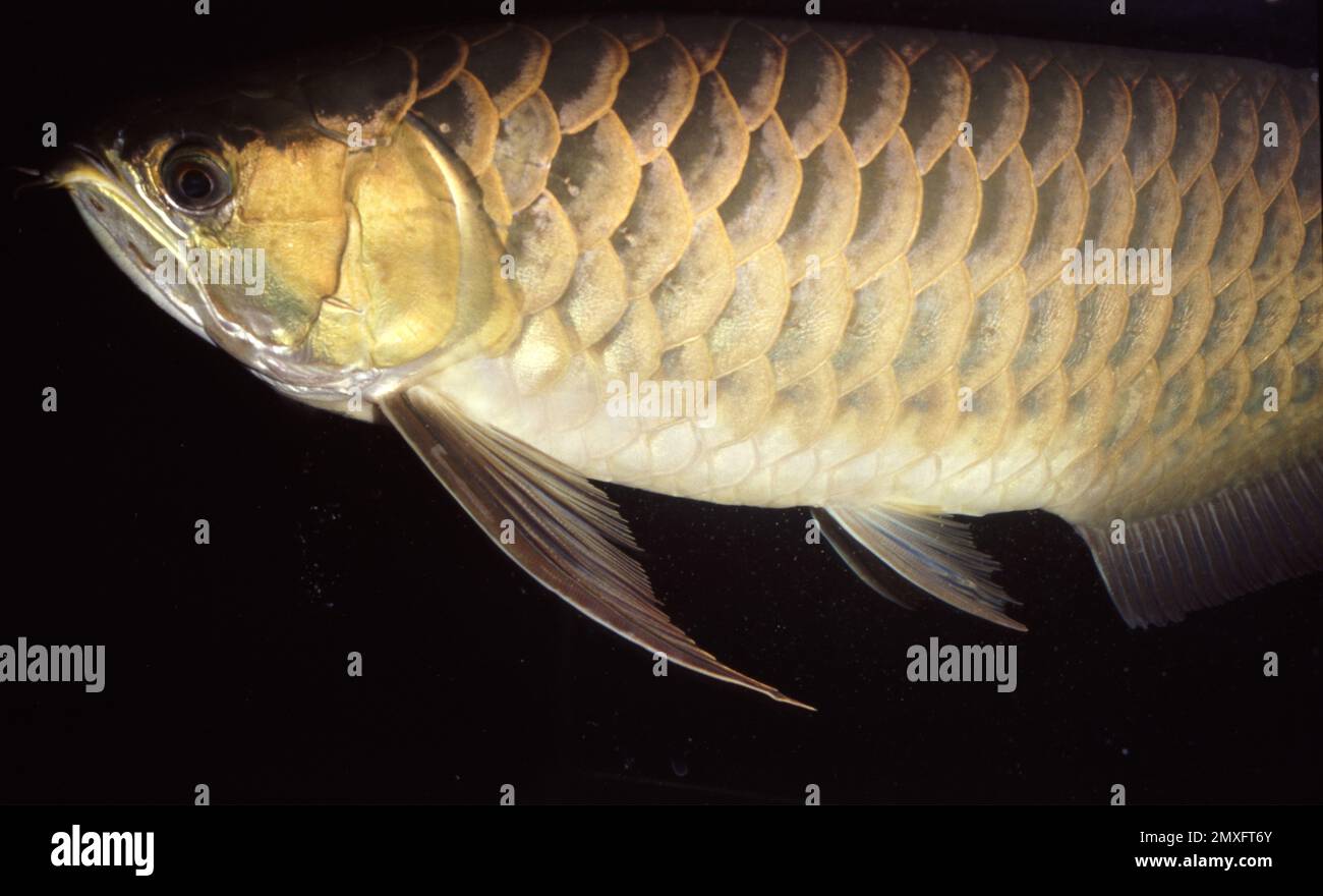 Golden arowana fish scleropages formosus hi-res stock photography and ...