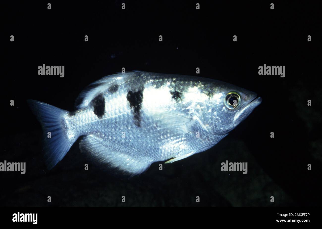 Toxotes chatareus (common archerfish, seven-spot archerfish or ...
