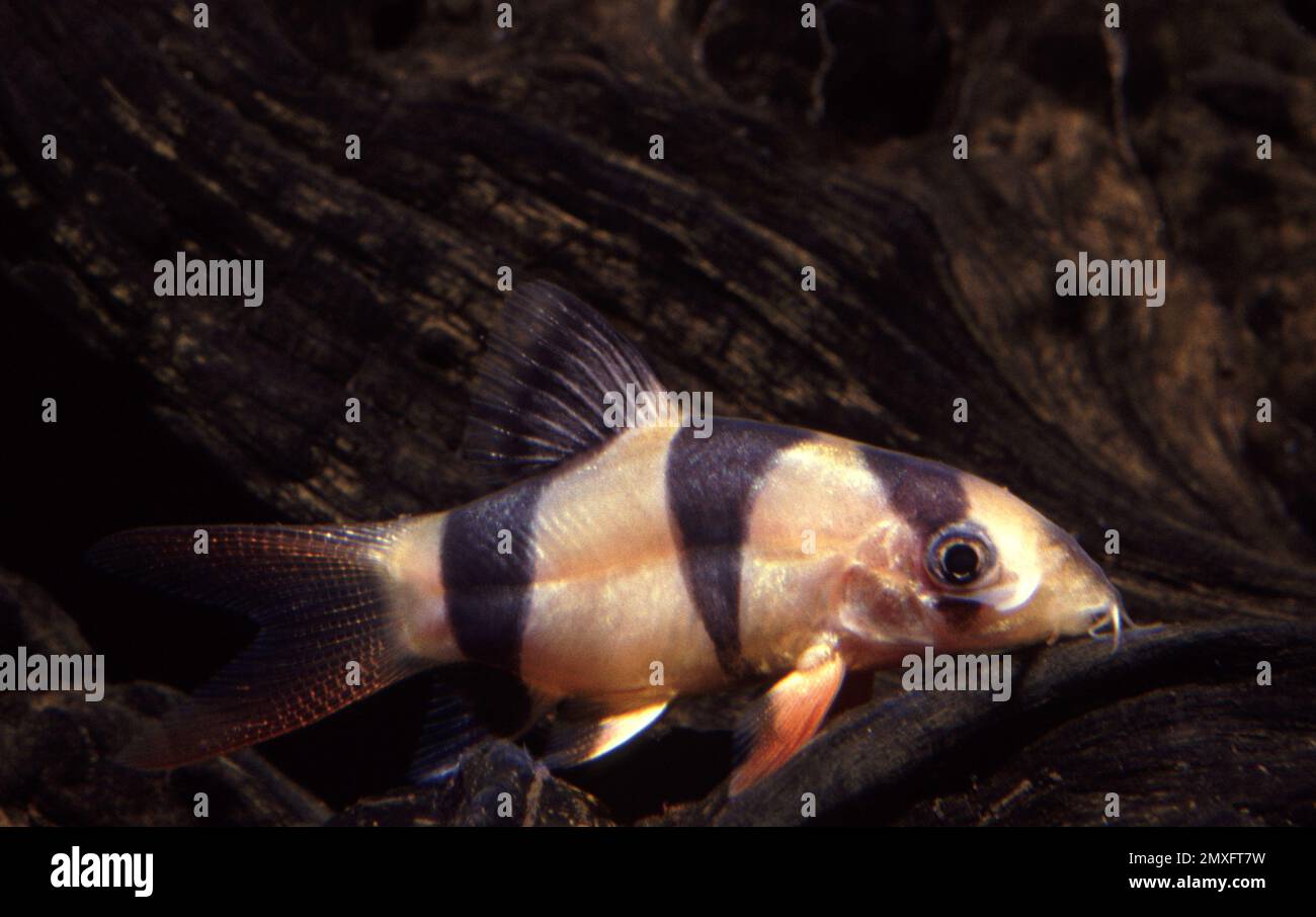 Clown loach fish hi-res stock photography and images - Alamy