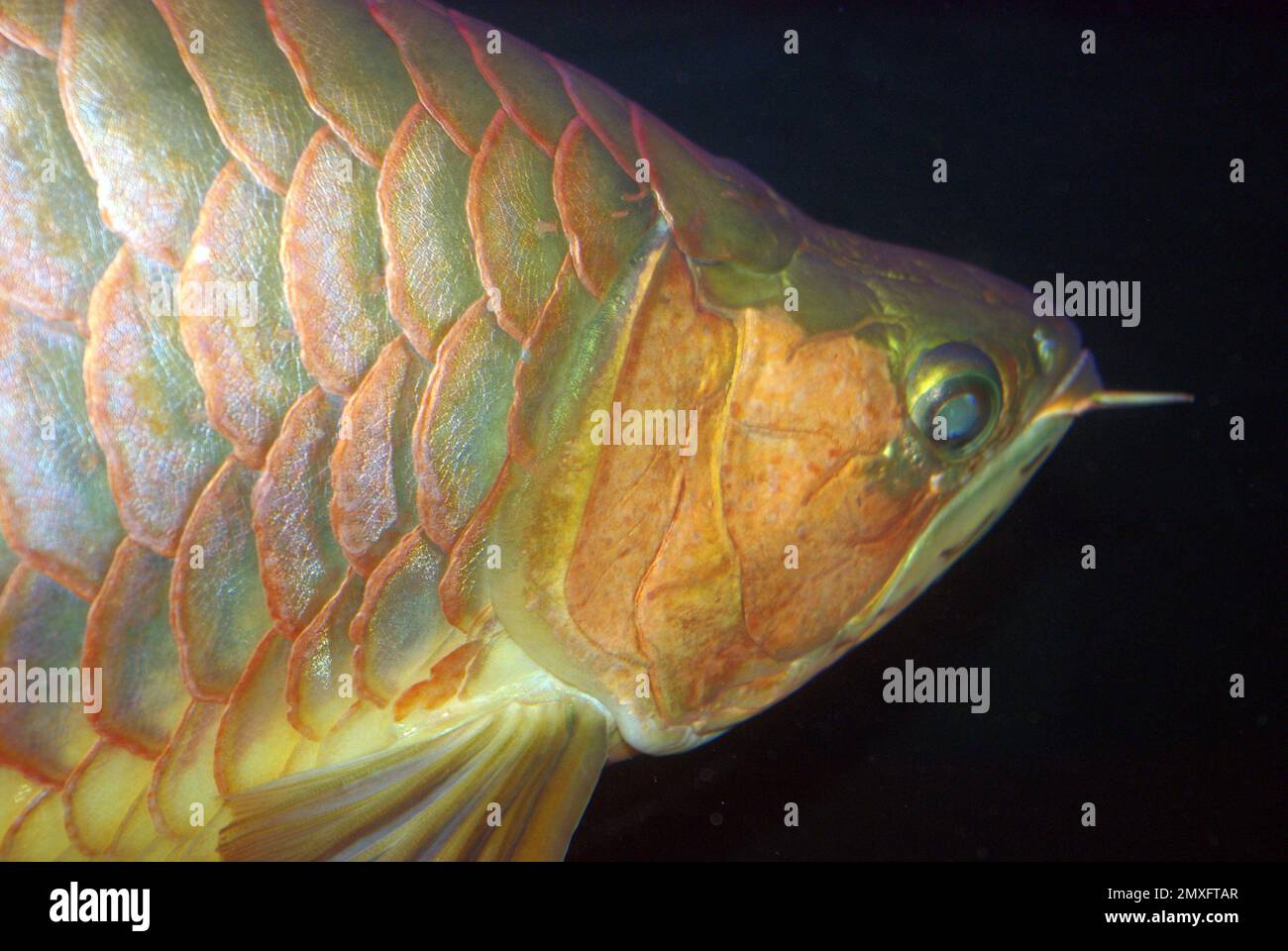 Golden arowana fish scleropages formosus hi-res stock photography and ...