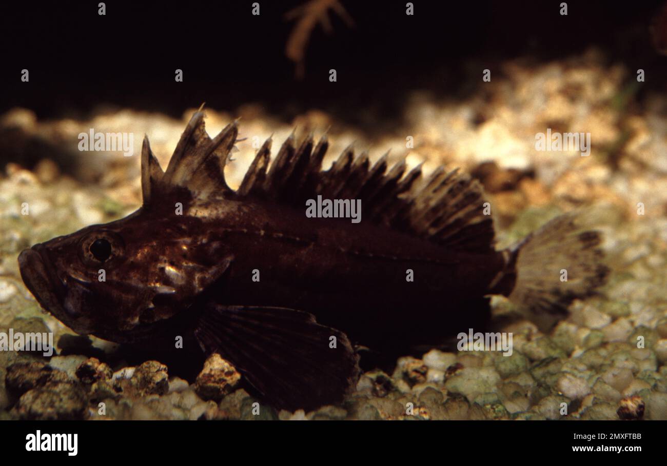 The leaf goblinfish (Neovespicula depressifrons) is a species of ray ...