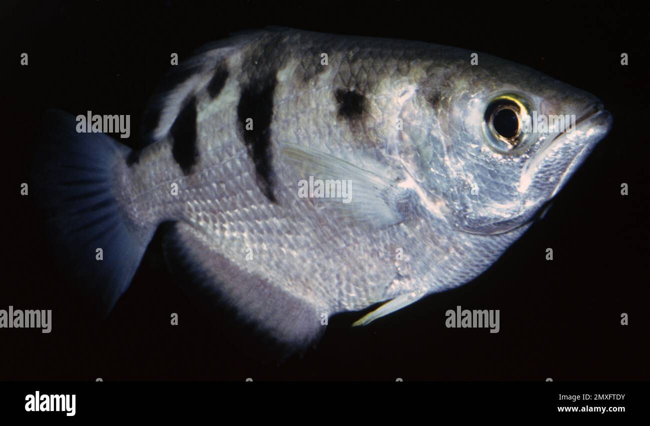 Toxotes chatareus (common archerfish, seven-spot archerfish or ...