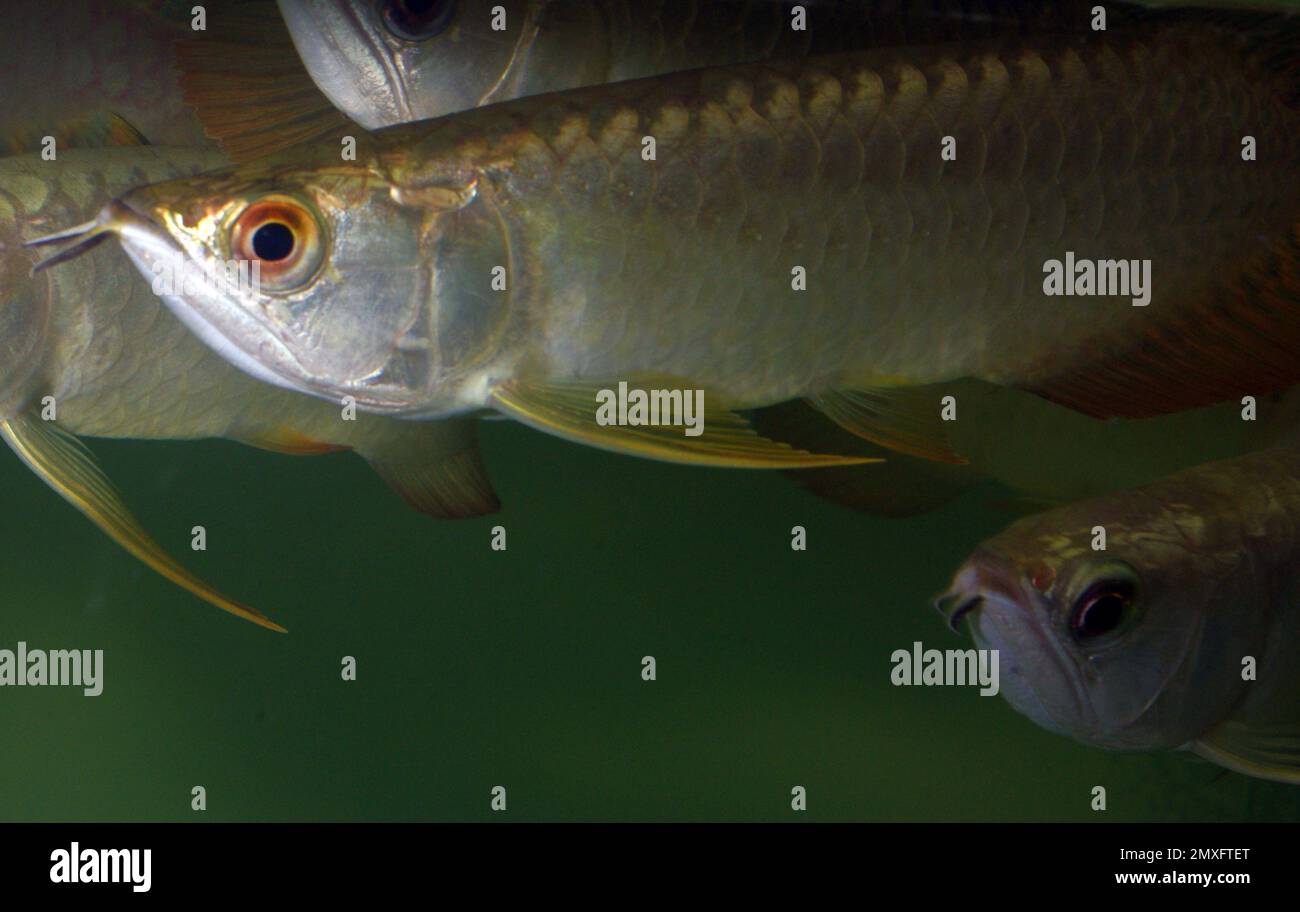 Golden arowana fish scleropages formosus hi-res stock photography and ...