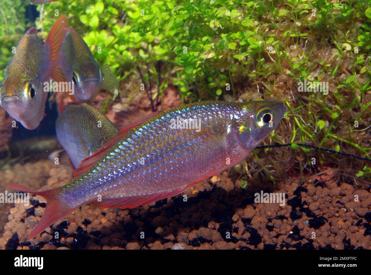 Dwarf Neon Rainbowfish (Melanotaenia praecox Stock Photo - Alamy