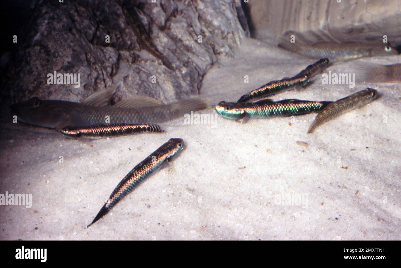 Stiphodon Atropurpureus