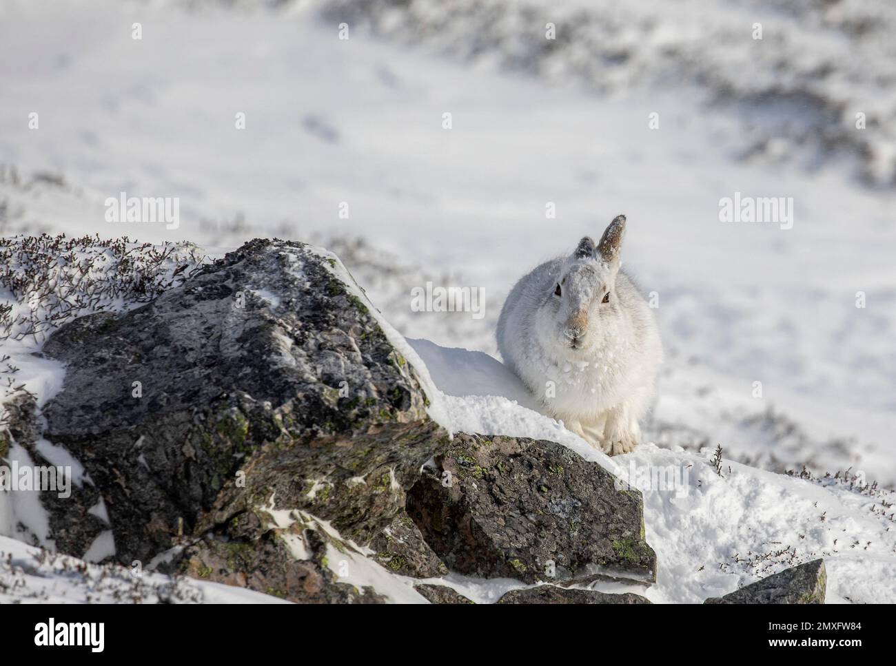 Mountain Hares, Glenshee, Scotland Stock Photo - Alamy