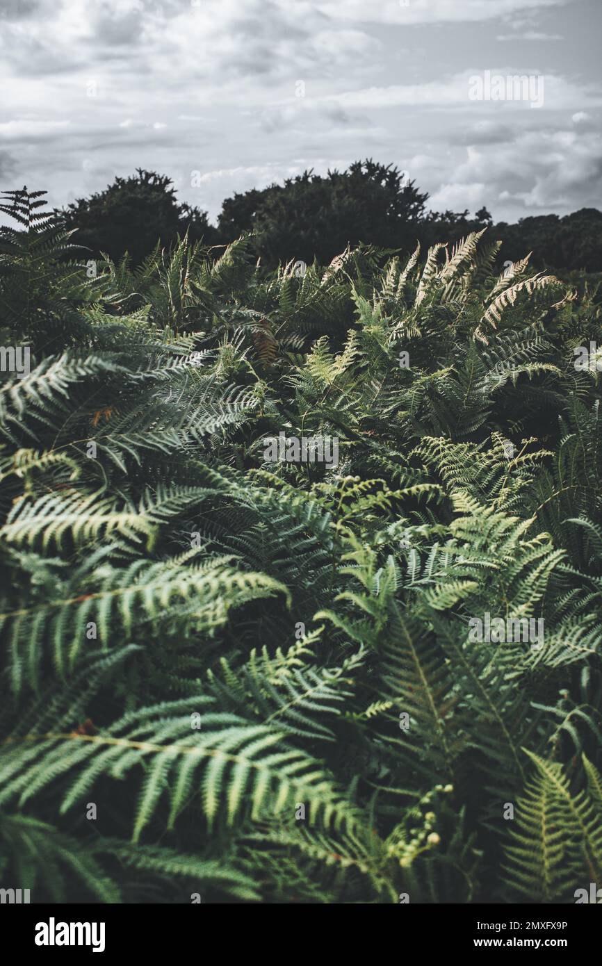 A vertical shot of the fern branches Stock Photo - Alamy