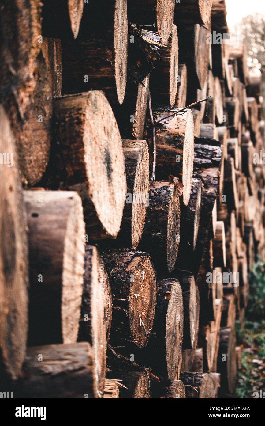 A vertical shot of a large pile of cut tree logs in the forest, wood ...